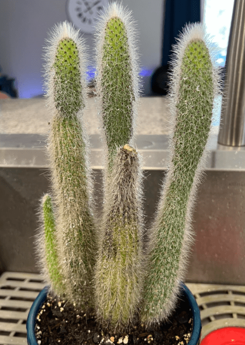 What Is Etiolation and How Can You Prevent It? - Trex Plants