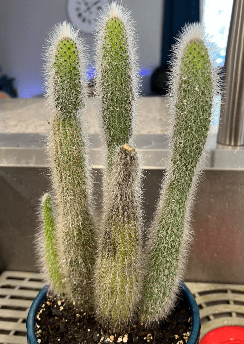 What Is Etiolation and How Can You Prevent It? - Trex Plants