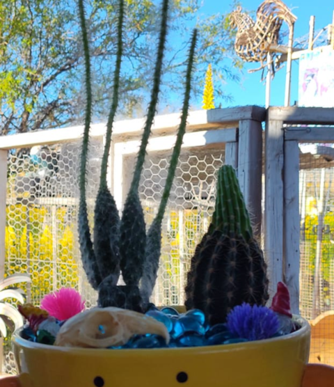 What Is Etiolation and How Can You Prevent It? - Trex Plants