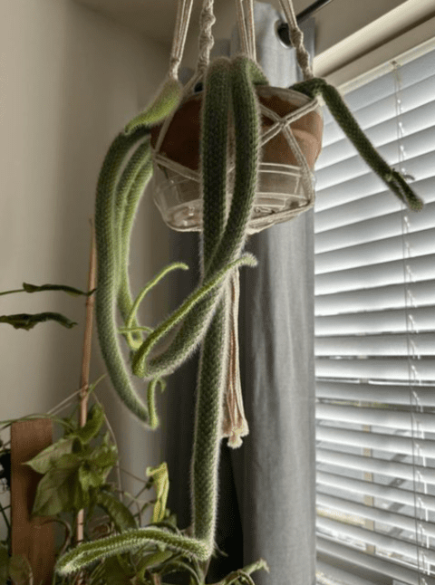 What Is Etiolation and How Can You Prevent It? - Trex Plants