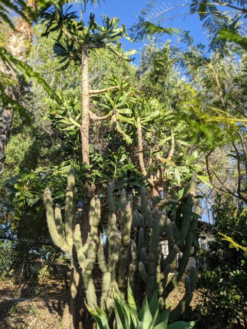 What Is Etiolation and How Can You Prevent It? - Trex Plants