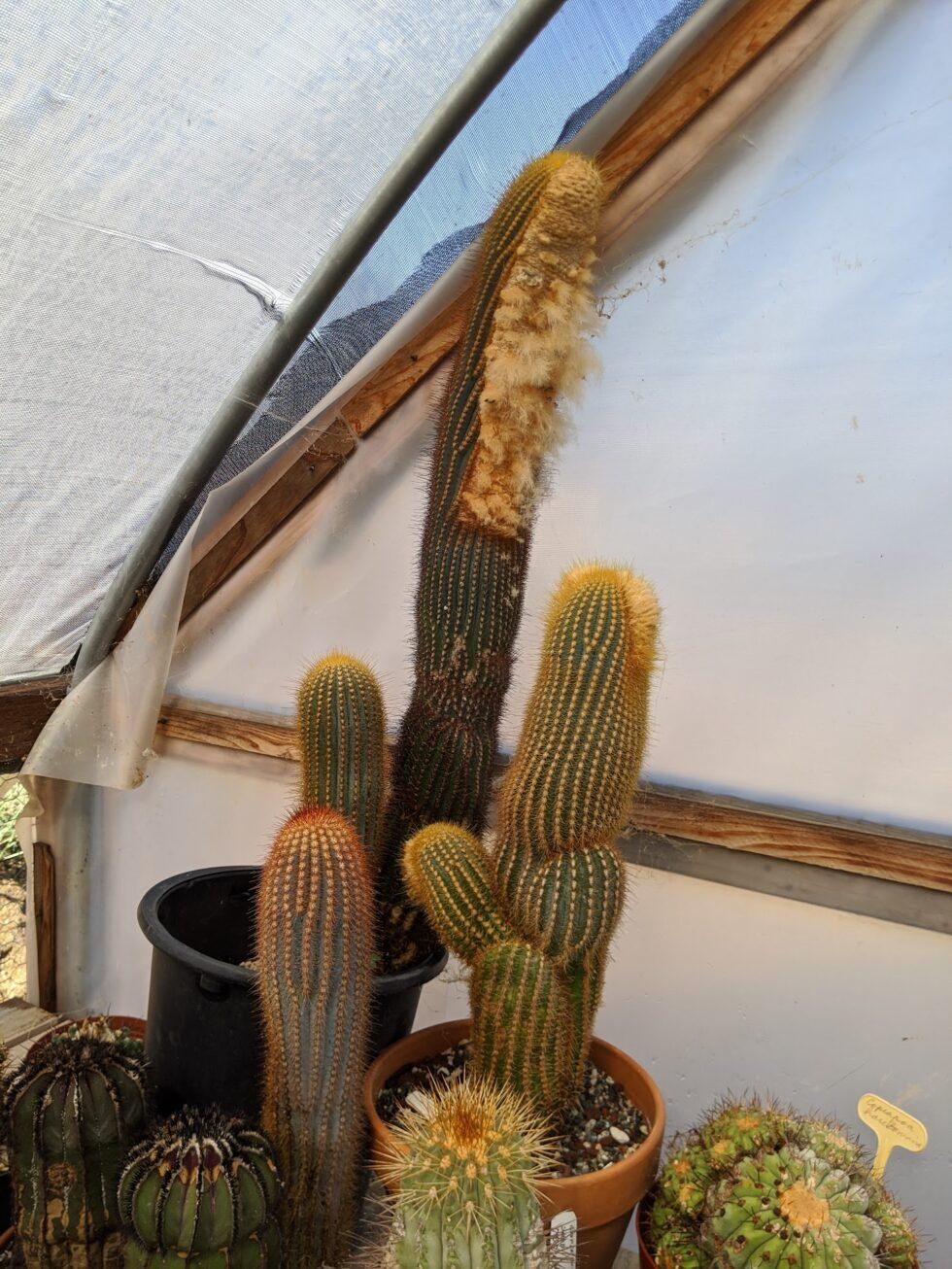 What Is Etiolation and How Can You Prevent It? - Trex Plants