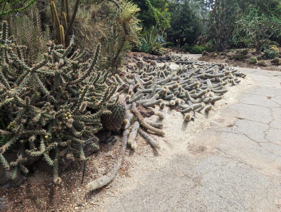 What Is Etiolation and How Can You Prevent It? - Trex Plants