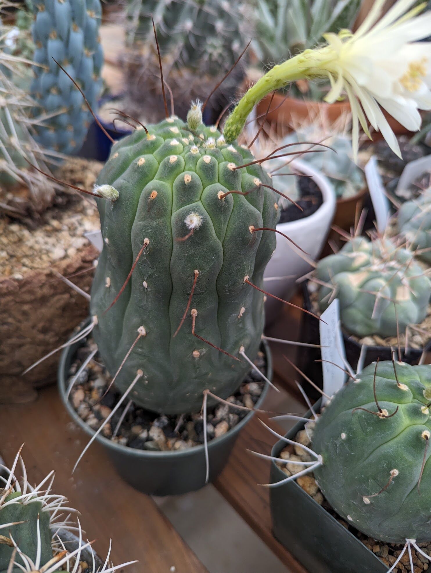 What Is Etiolation and How Can You Prevent It? - Trex Plants