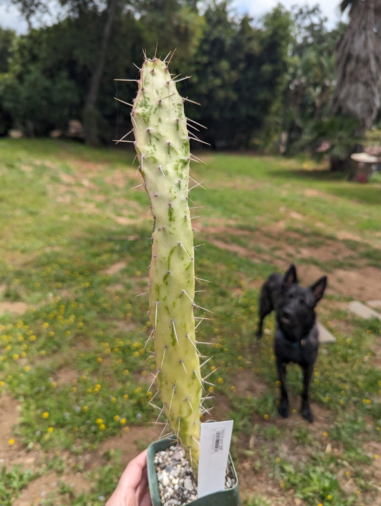 What Is Etiolation and How Can You Prevent It? - Trex Plants