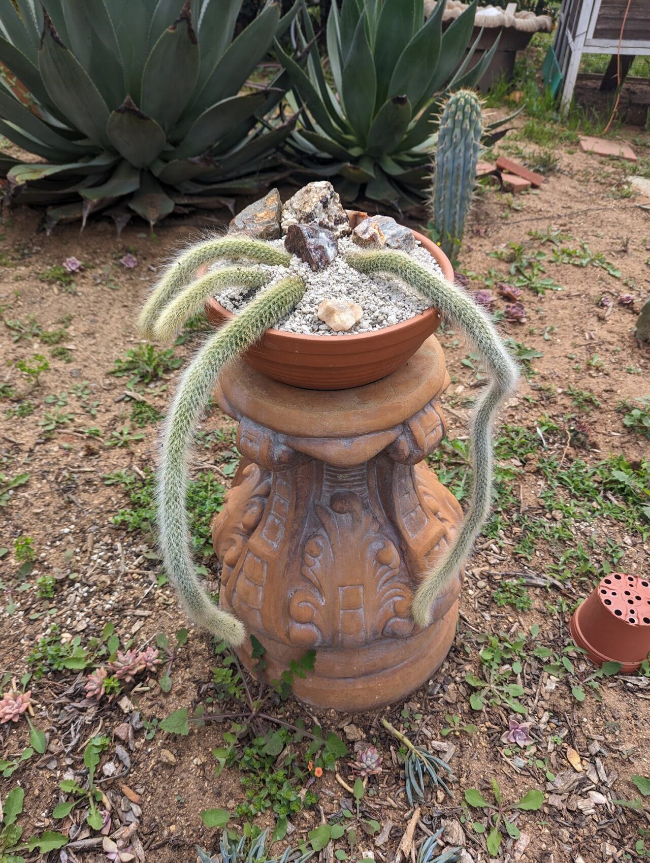 What Is Etiolation and How Can You Prevent It? - Trex Plants