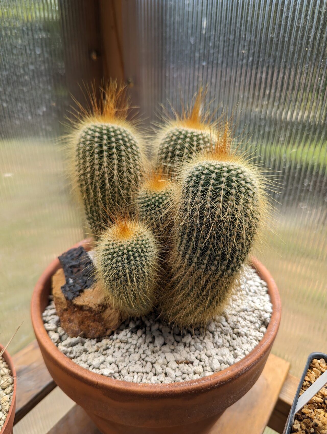 What Is Etiolation and How Can You Prevent It? - Trex Plants