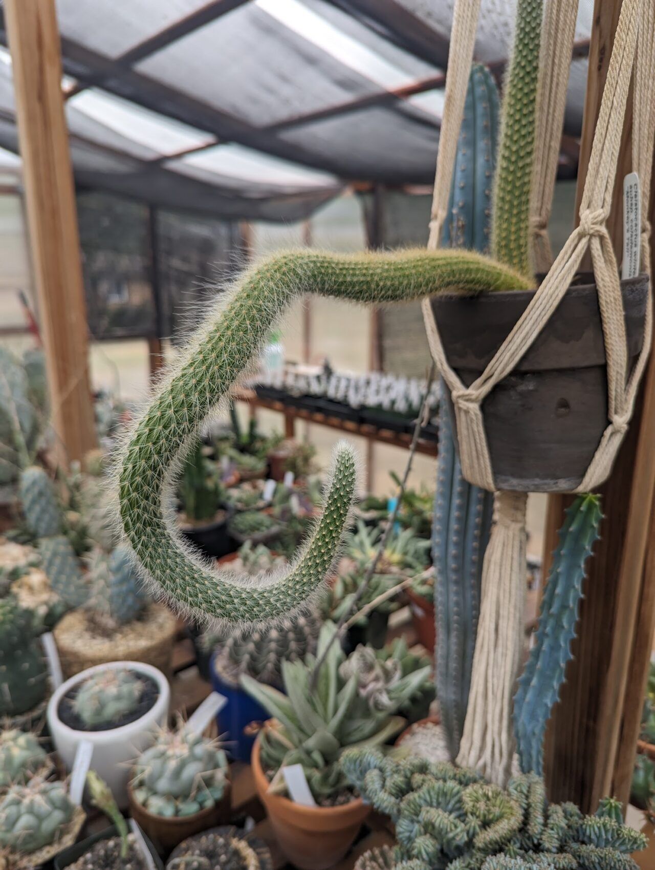 What Is Etiolation and How Can You Prevent It? - Trex Plants