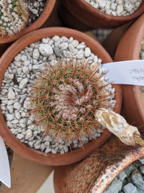 Growing Notocactus schlosseri - Cinnamon Cactus - Trex Plants
