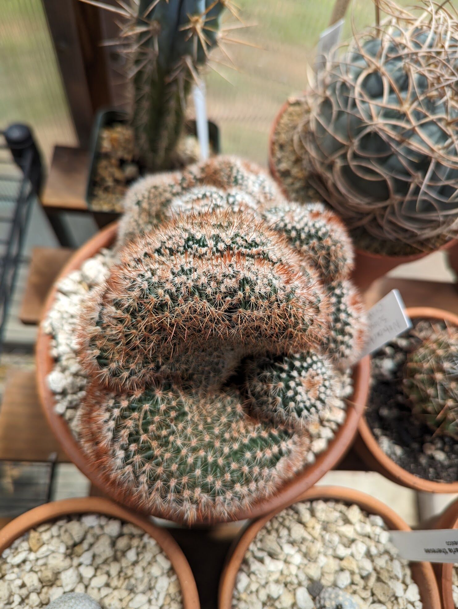 Growing Notocactus schlosseri - Cinnamon Cactus - Trex Plants