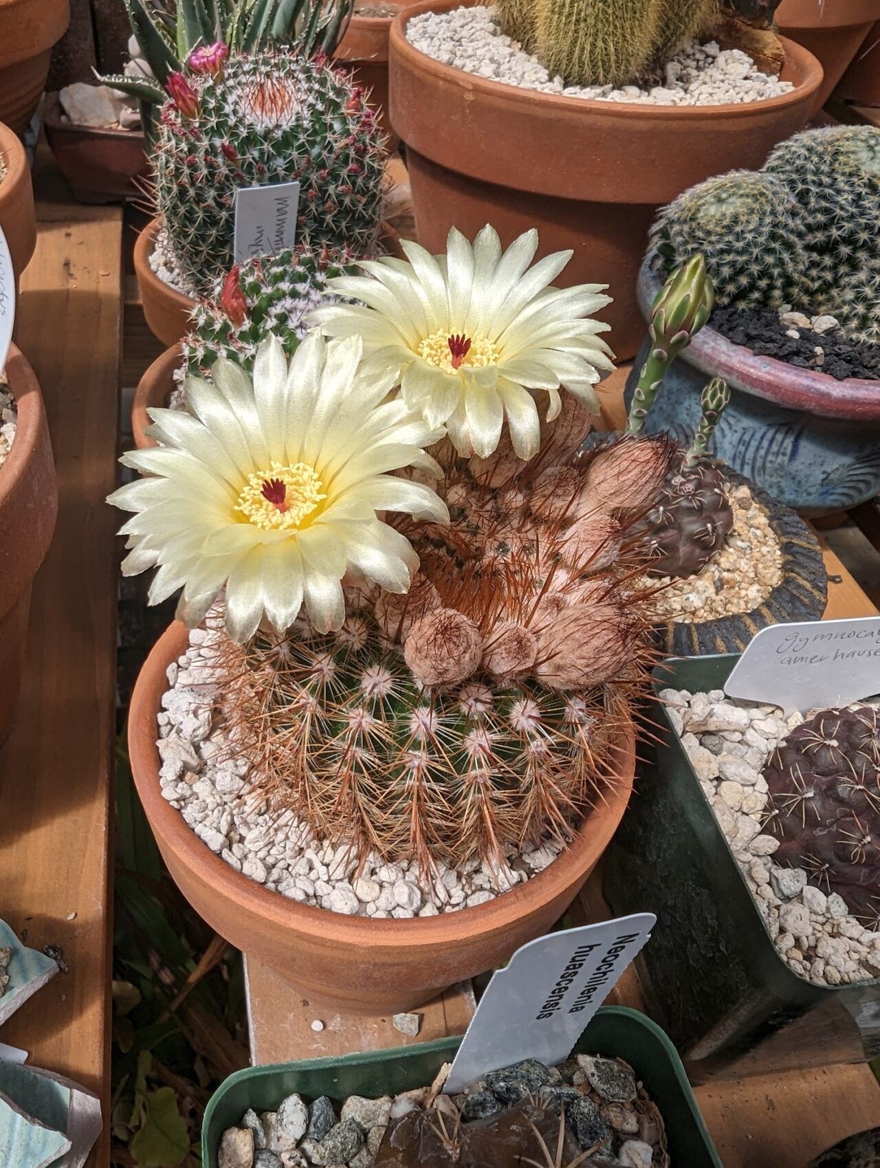 Growing Notocactus schlosseri - Cinnamon Cactus - Trex Plants