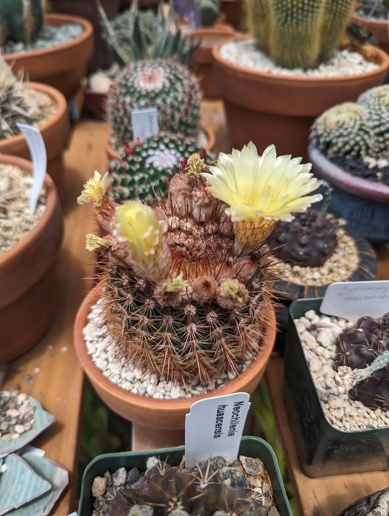 Growing Notocactus schlosseri - Cinnamon Cactus - Trex Plants