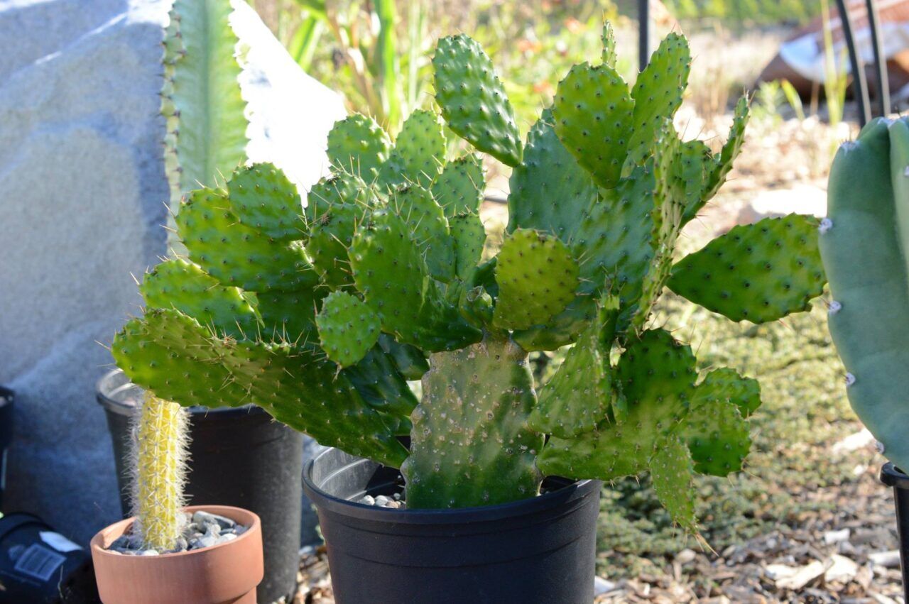 What Is Etiolation and How Can You Prevent It? - Trex Plants