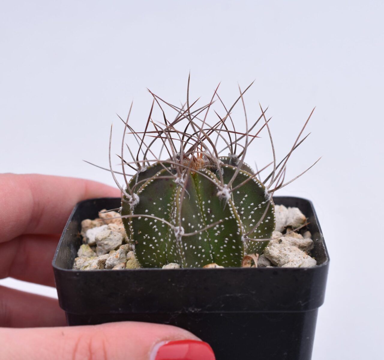 How to Grow Cacti From Seed - Trex Plants
