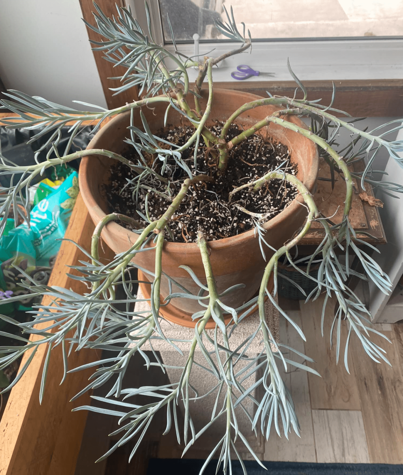 Etiolation in Succulents and How to Prevent It - Trex Plants