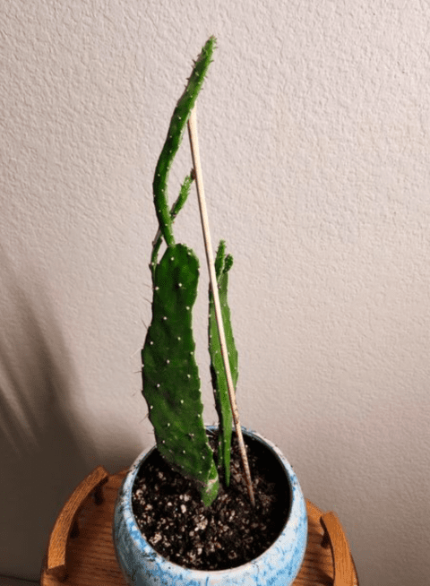 What Is Etiolation and How Can You Prevent It? - Trex Plants