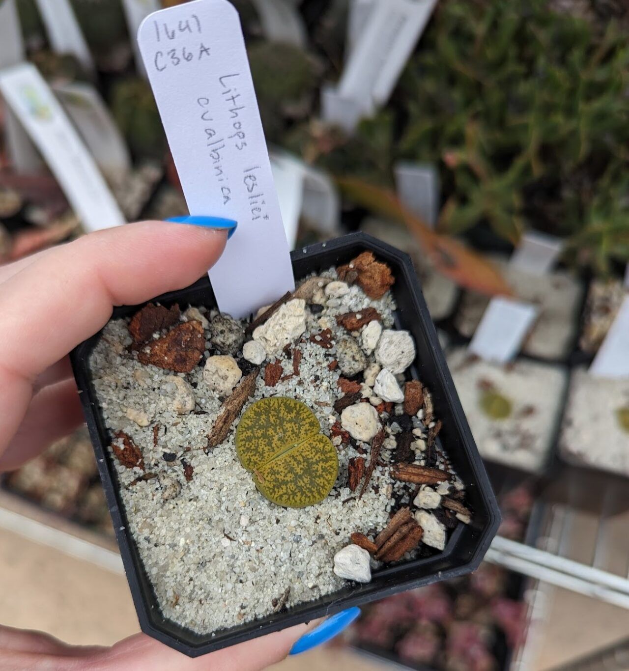 Diving Deeper Into Lithops: Foundational Knowledge - Trex Plants