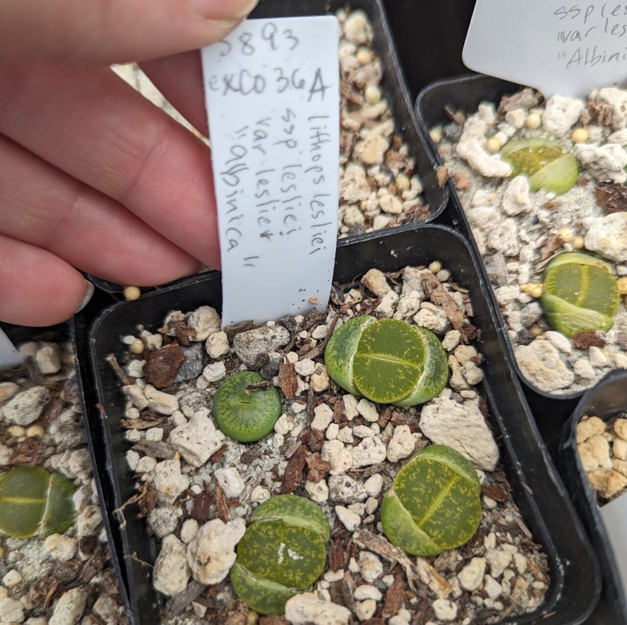 Diving Deeper Into Lithops: Foundational Knowledge - Trex Plants