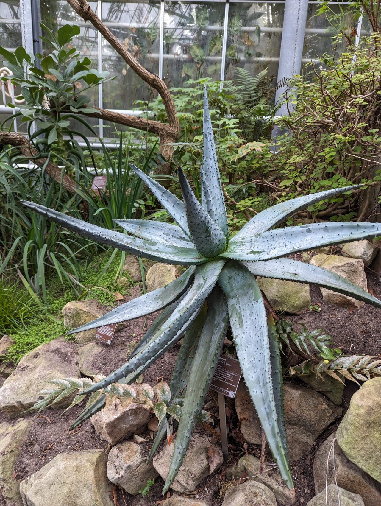 Etiolation in Succulents and How to Prevent It - Trex Plants