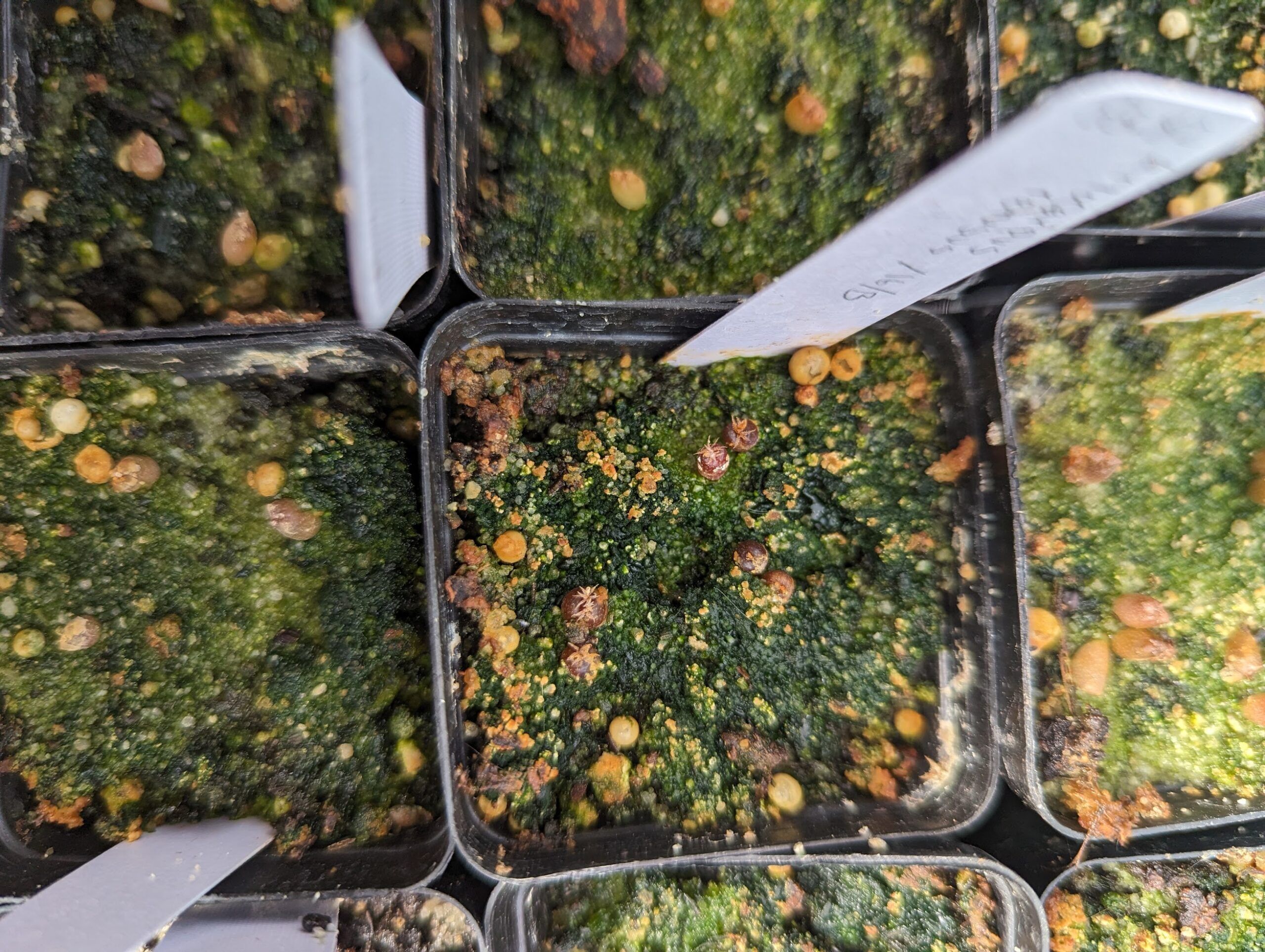 How to Grow Cacti From Seed - Trex Plants