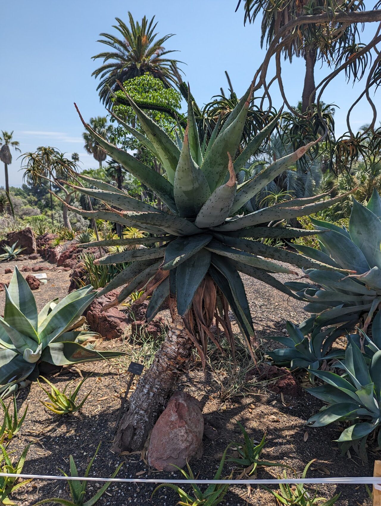 Etiolation in Succulents and How to Prevent It - Trex Plants