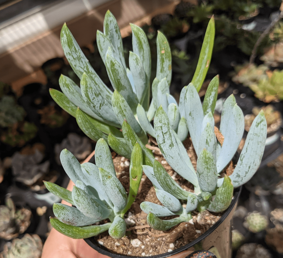 Etiolation in Succulents and How to Prevent It - Trex Plants