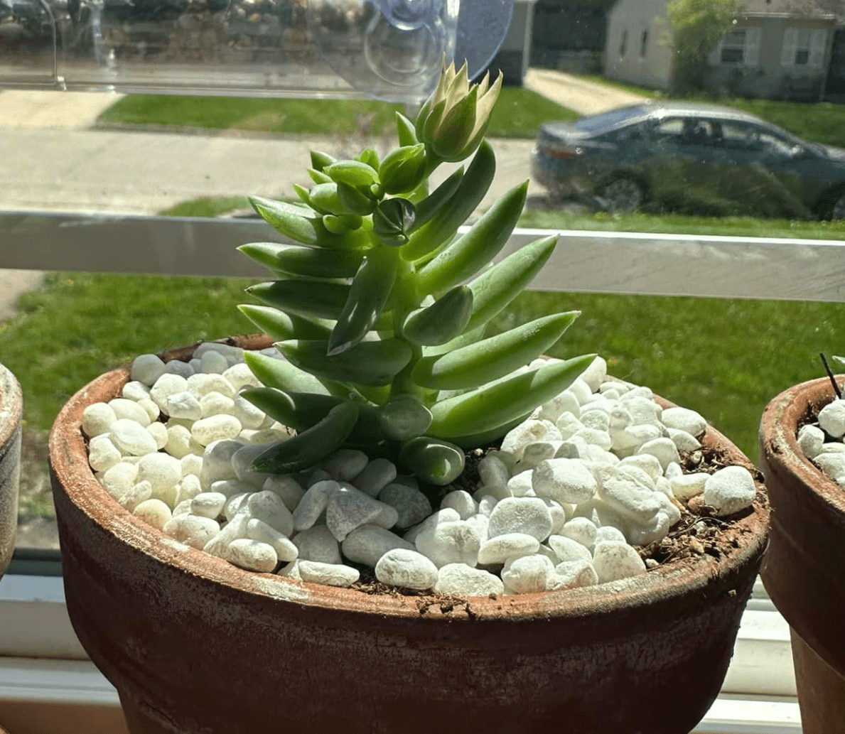 Etiolation in Succulents and How to Prevent It - Trex Plants