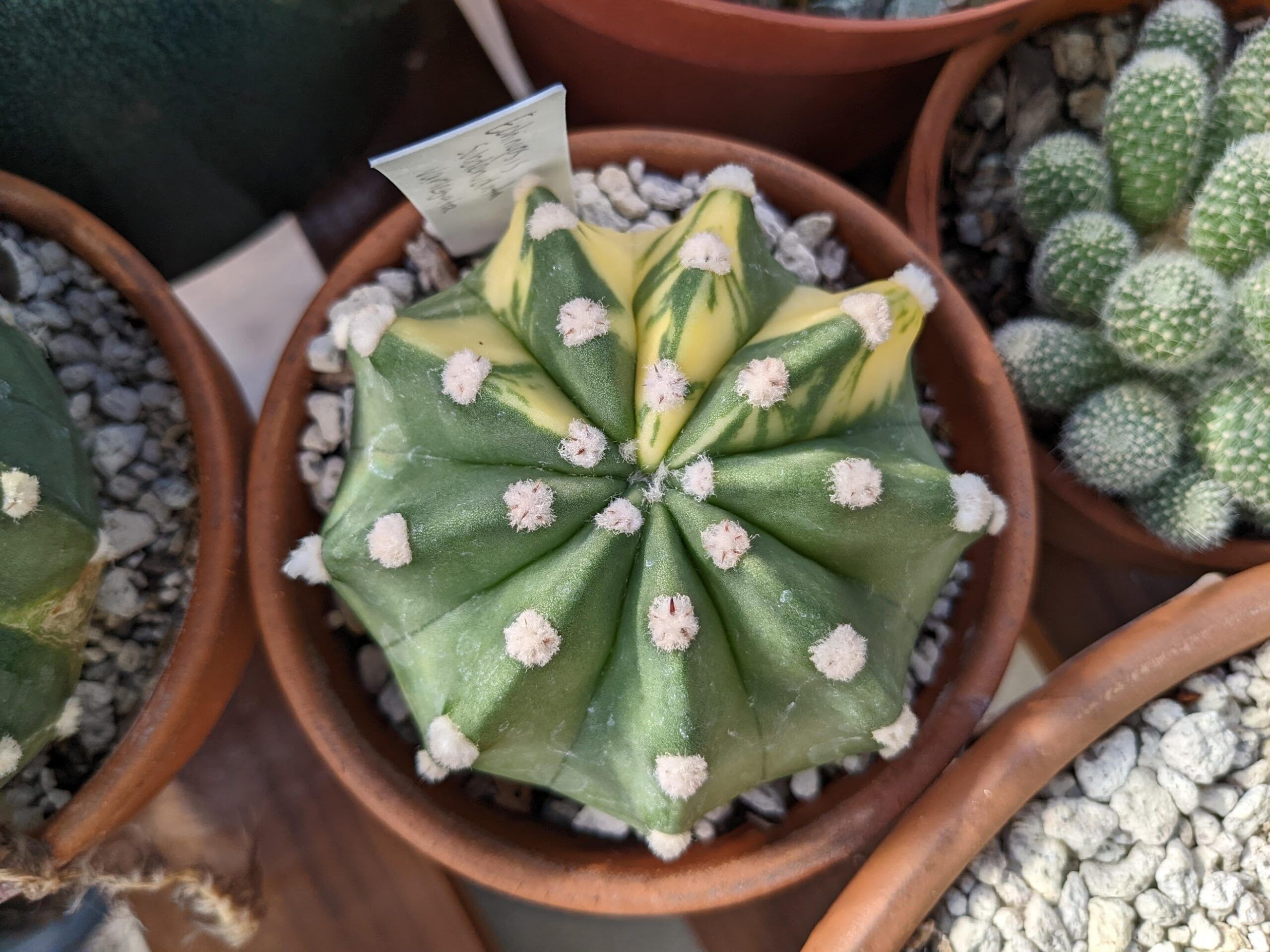 Growing Echinopsis subdenudata - the Domino or Easter Lily Cactus ...