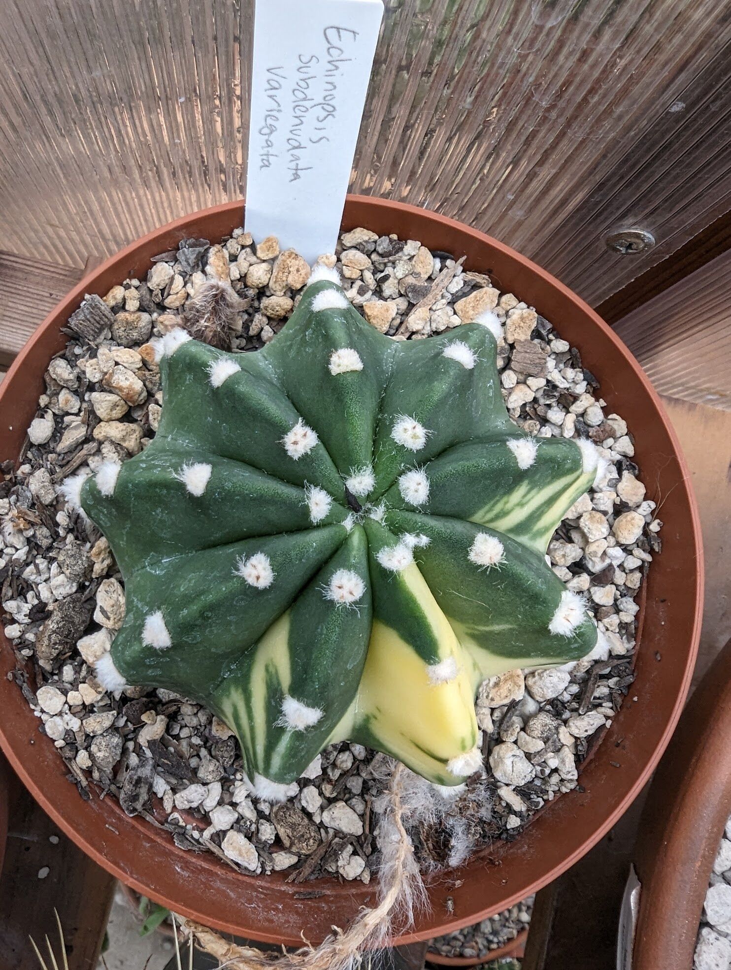 Growing Echinopsis subdenudata - the Domino or Easter Lily Cactus ...