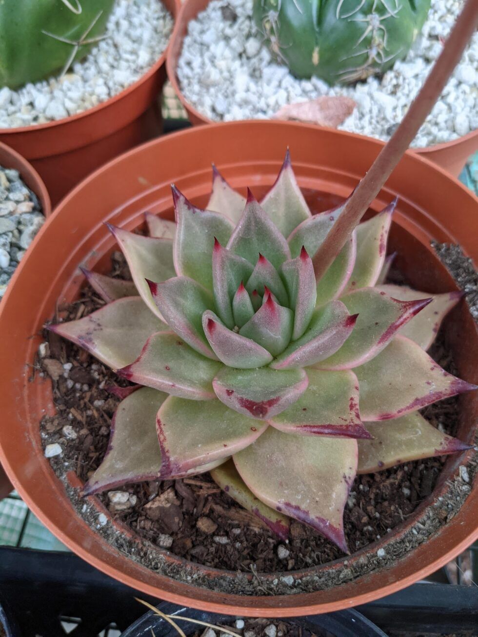 Etiolation in Succulents and How to Prevent It - Trex Plants