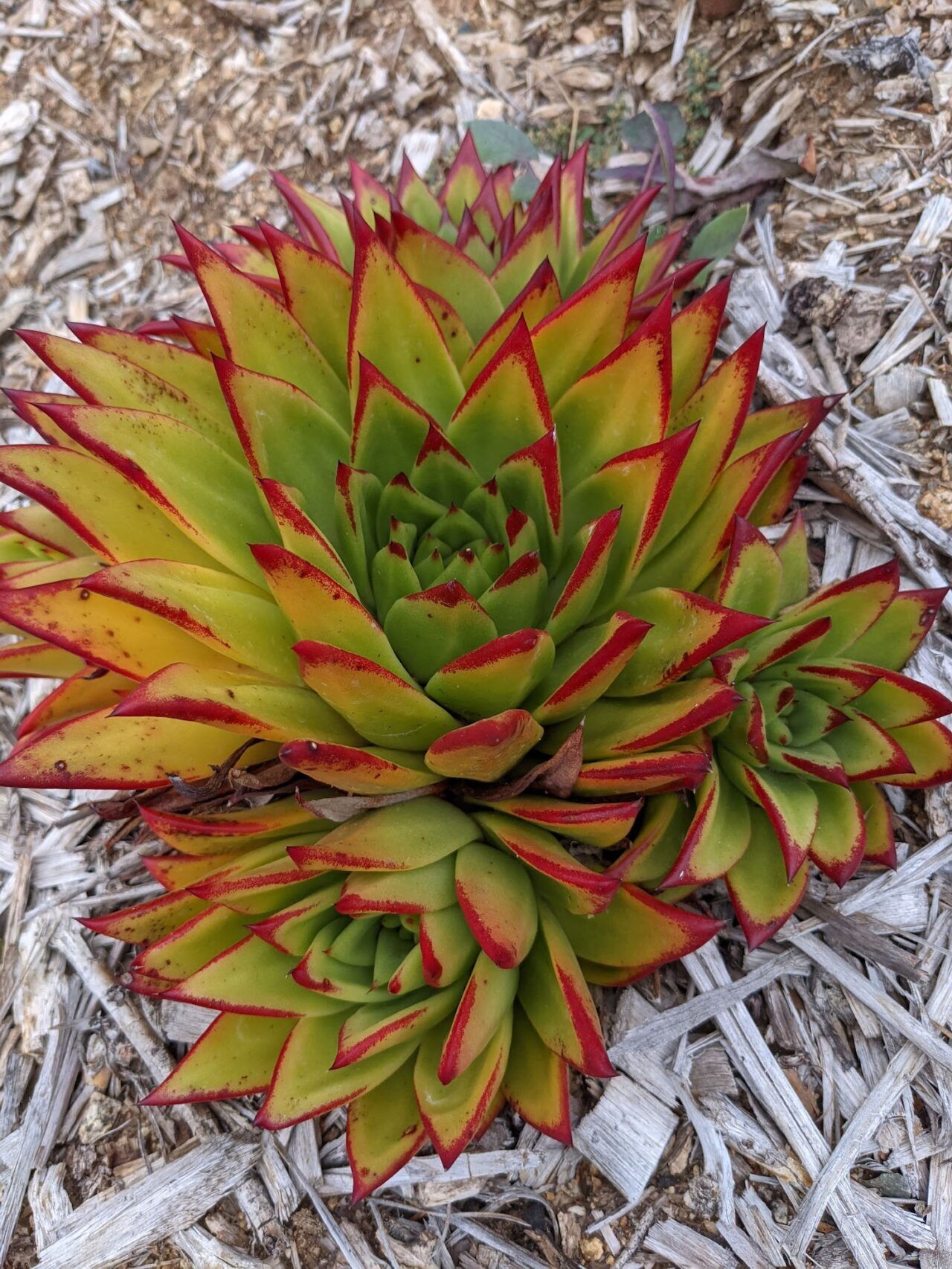 Etiolation in Succulents and How to Prevent It - Trex Plants