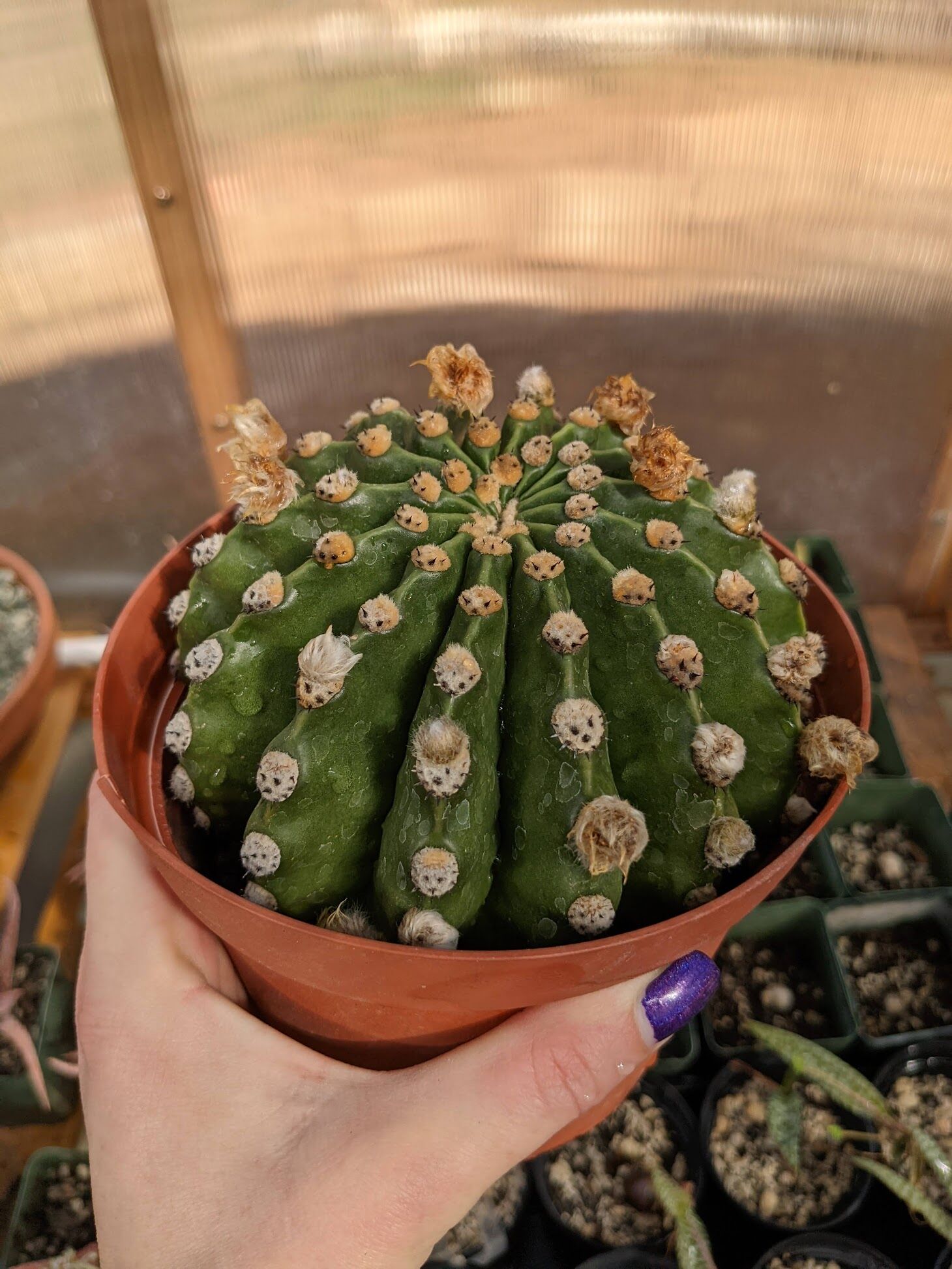 Growing Echinopsis subdenudata - the Domino or Easter Lily Cactus ...