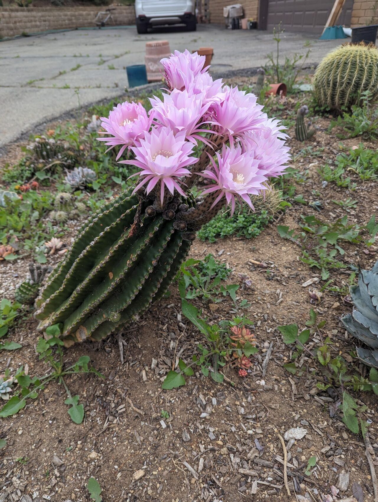 What Is Etiolation and How Can You Prevent It? - Trex Plants