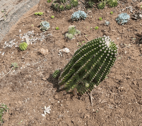 What Is Etiolation and How Can You Prevent It? - Trex Plants