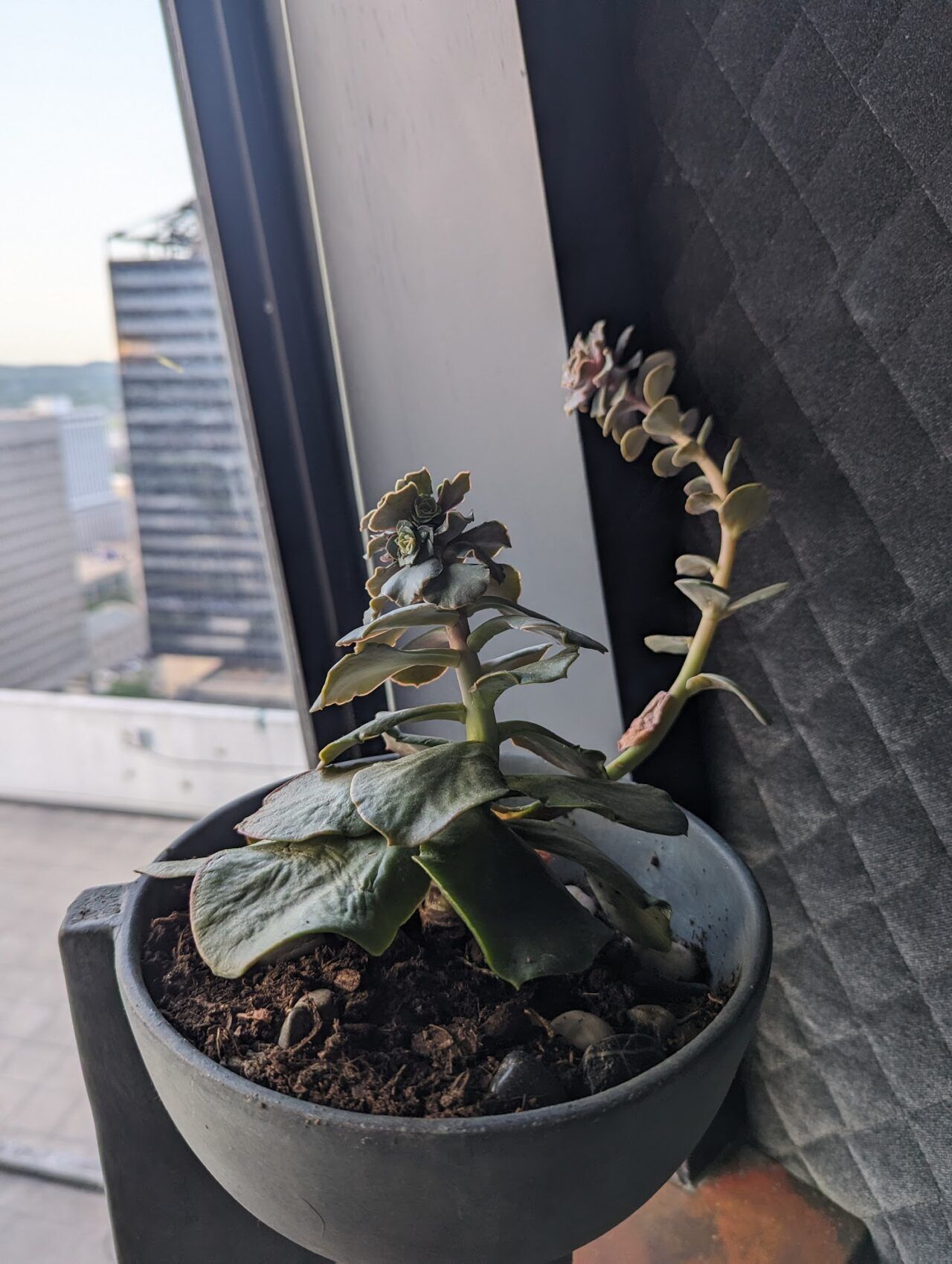 Etiolation in Succulents and How to Prevent It - Trex Plants