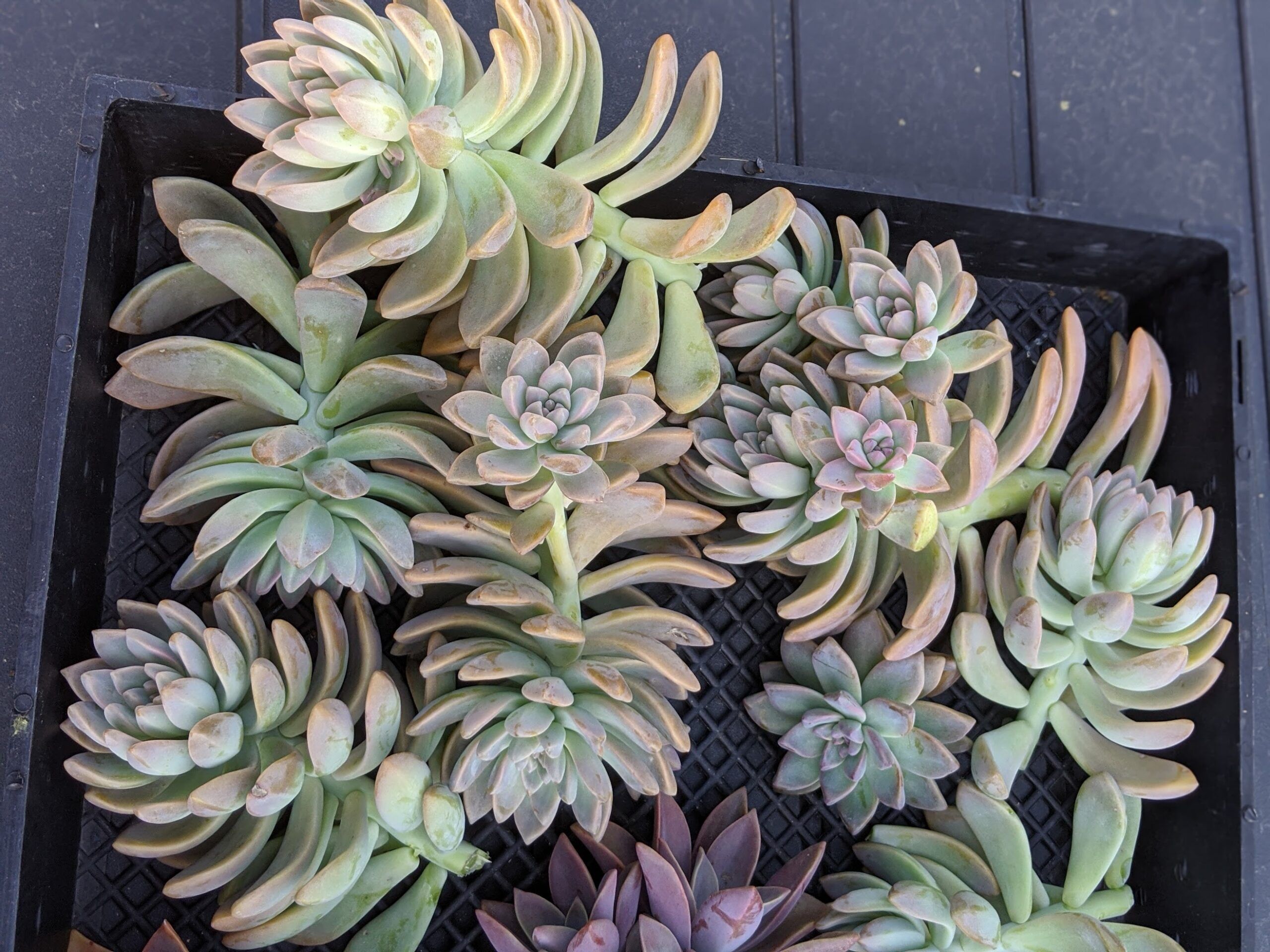 Etiolation in Succulents and How to Prevent It - Trex Plants