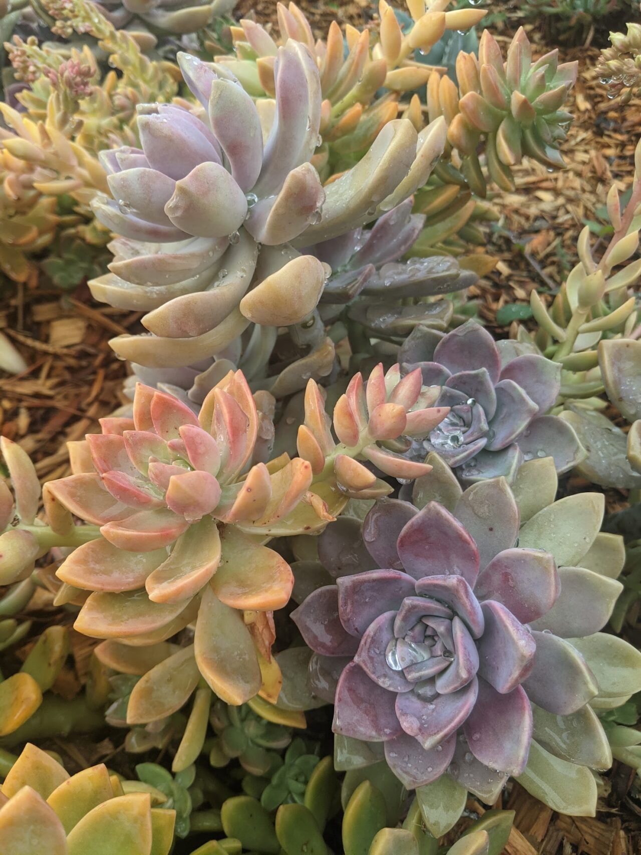 Etiolation in Succulents and How to Prevent It - Trex Plants