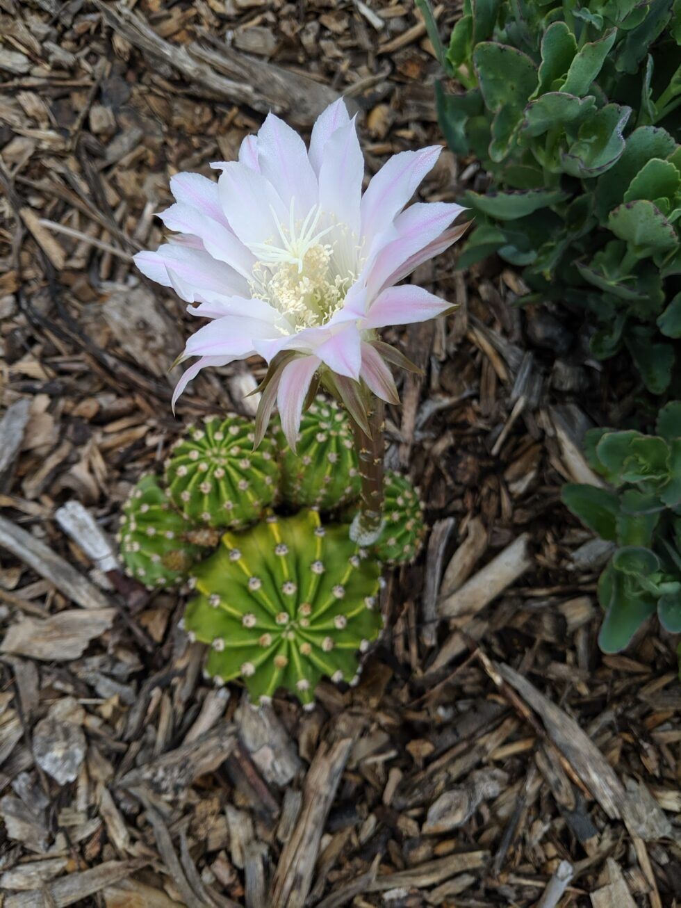 Growing Echinopsis subdenudata - the Domino or Easter Lily Cactus ...