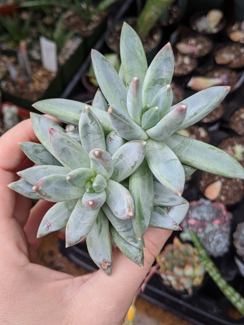 Etiolation in Succulents and How to Prevent It - Trex Plants
