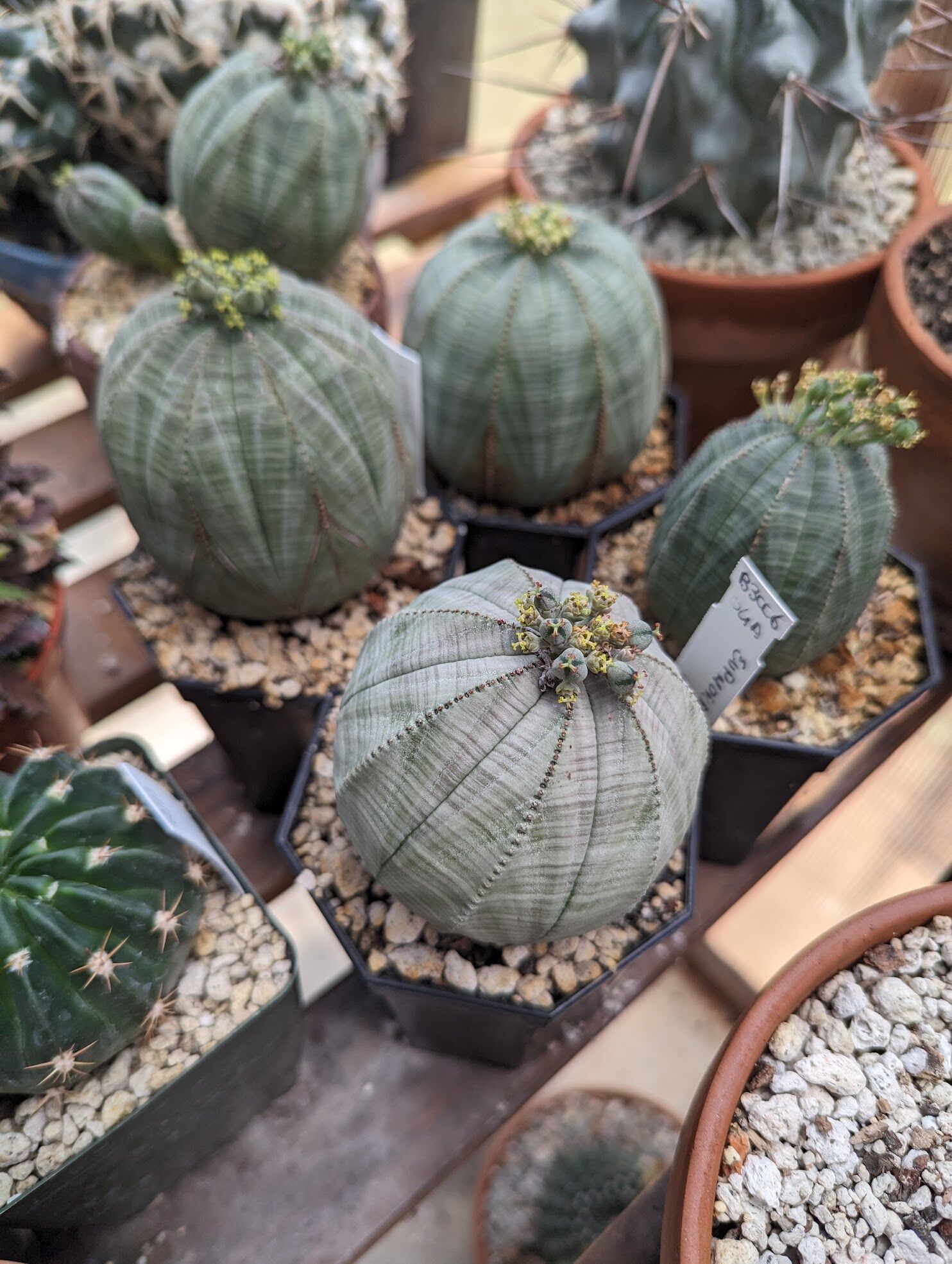 How to Sex Your Euphorbia obesa (and why its so hard) - Trex Plants