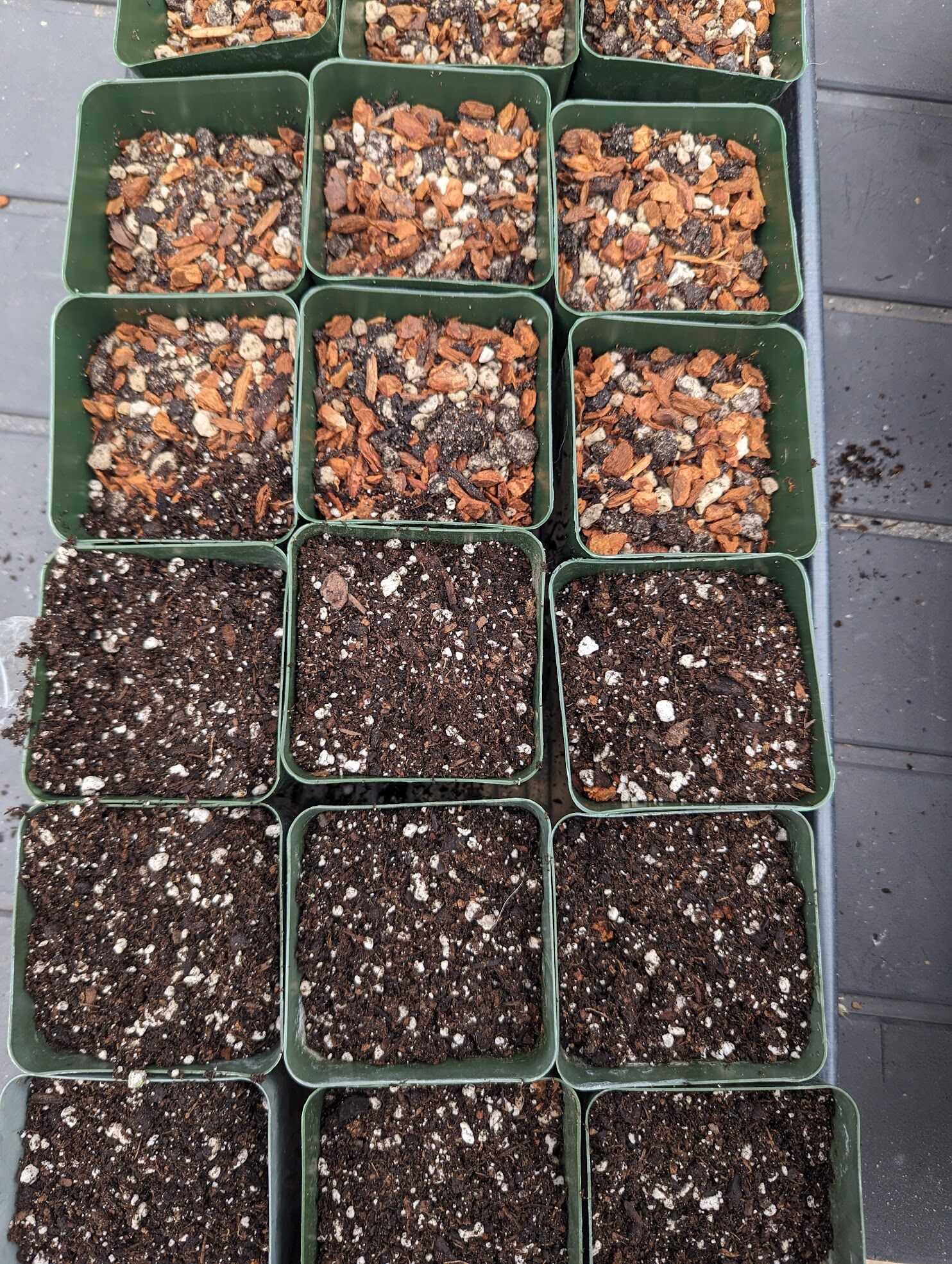 How to Grow Cacti From Seed - Trex Plants