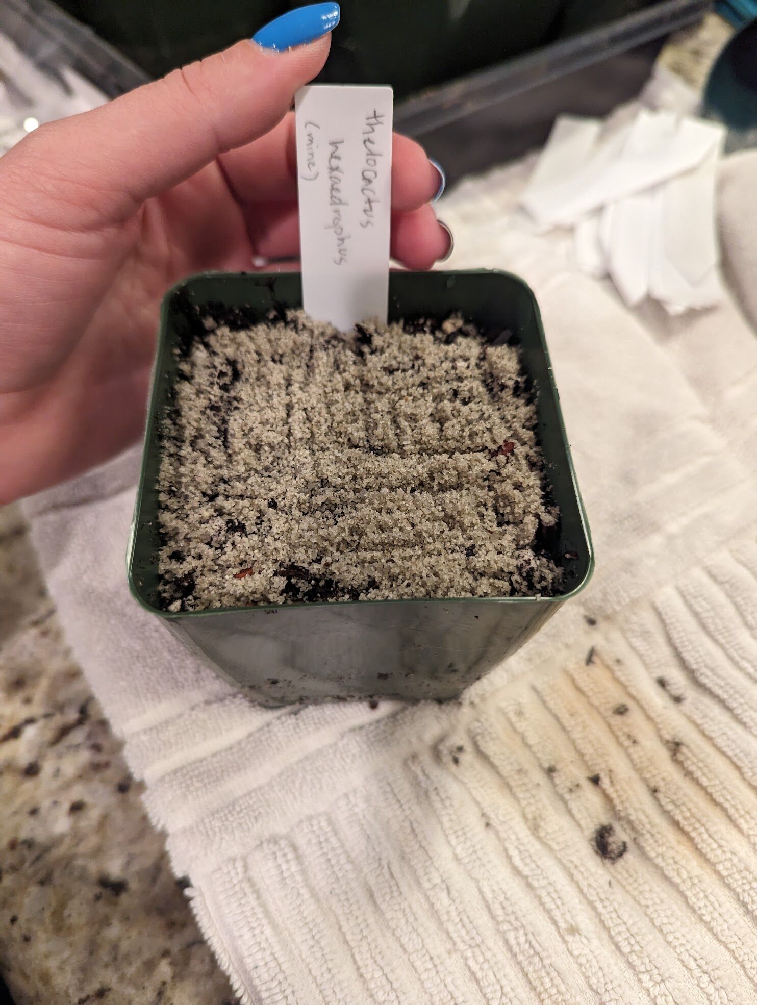 How to Grow Cacti From Seed - Trex Plants