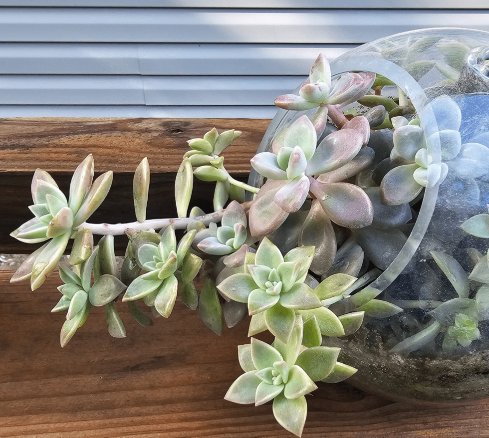 Etiolation in Succulents and How to Prevent It - Trex Plants
