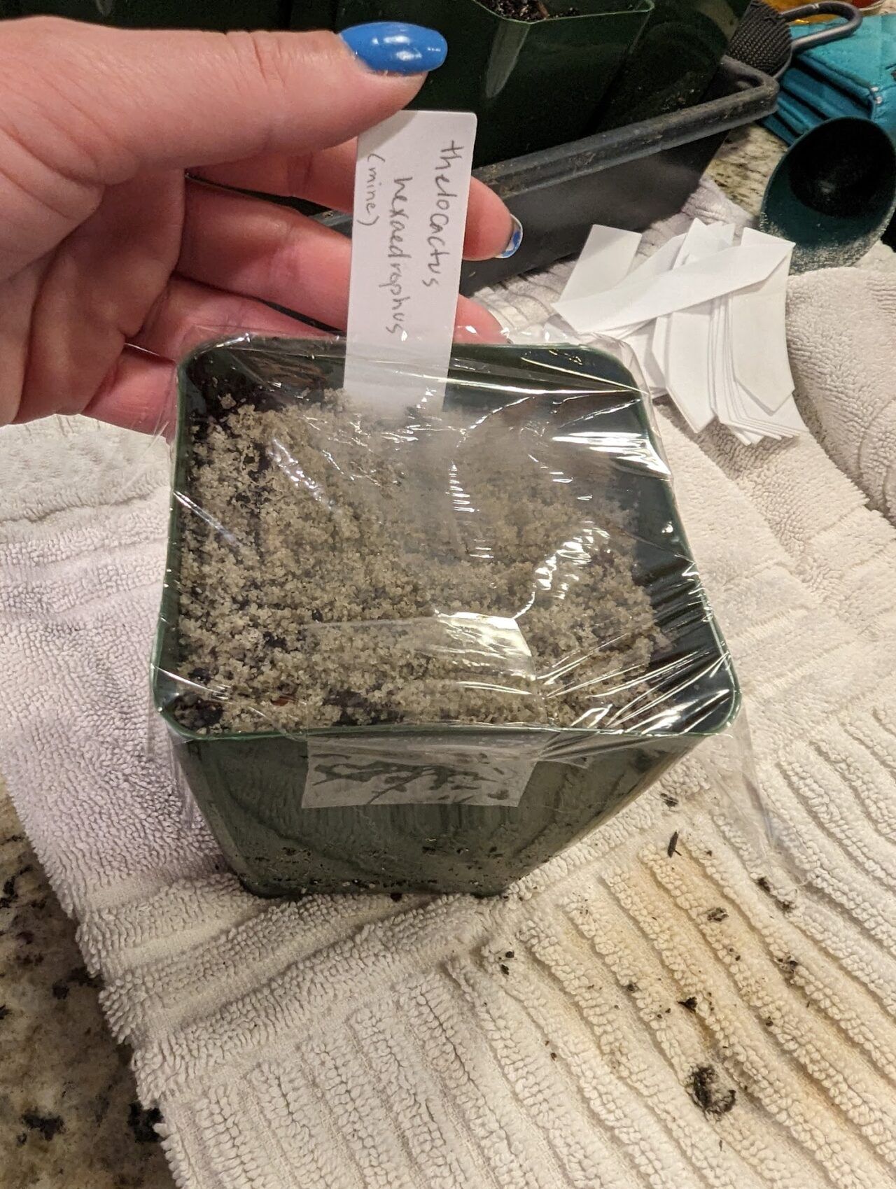 How to Grow Cacti From Seed - Trex Plants