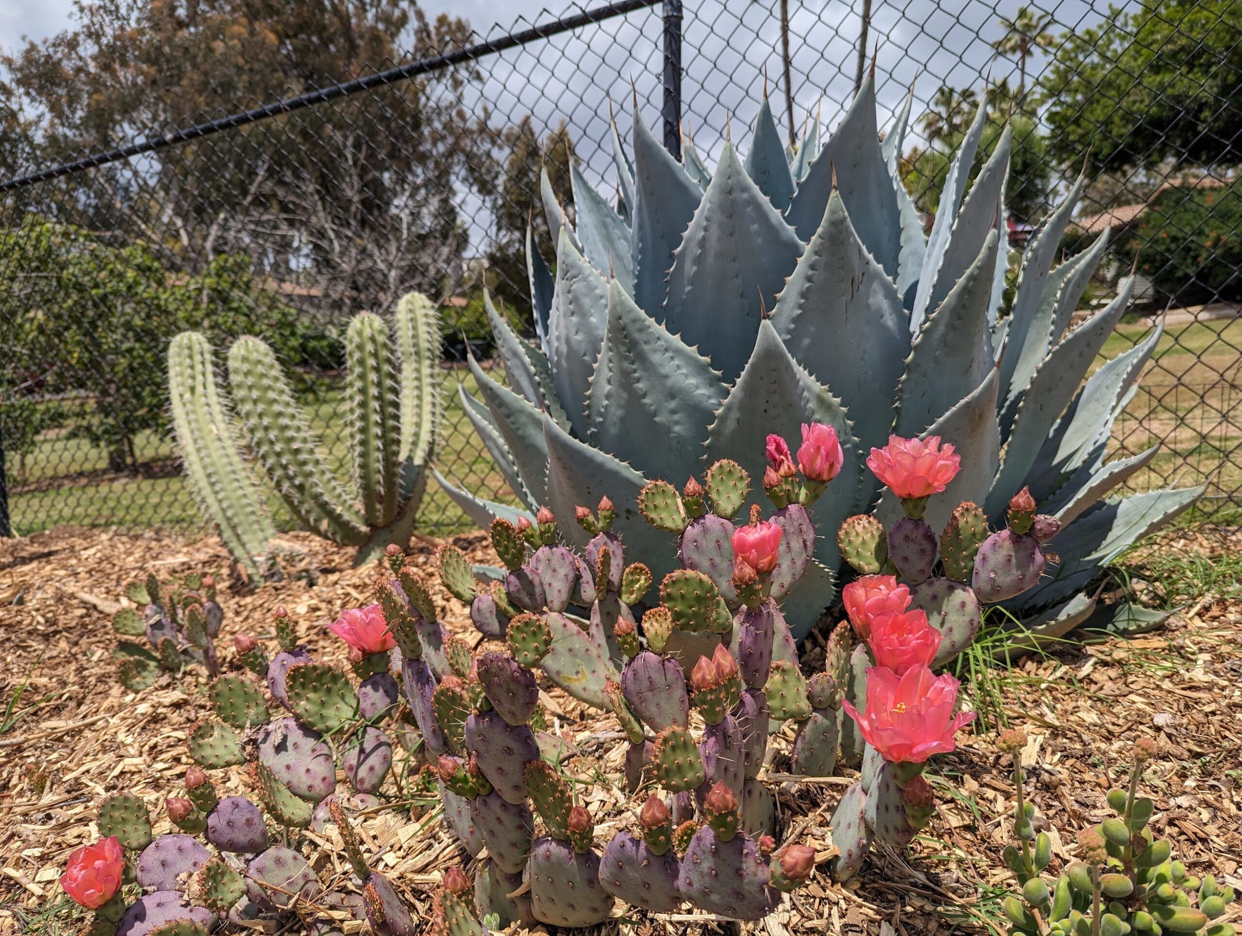 Purple Opuntia: How to Grow Them and Tell Them Apart - Trex Plants