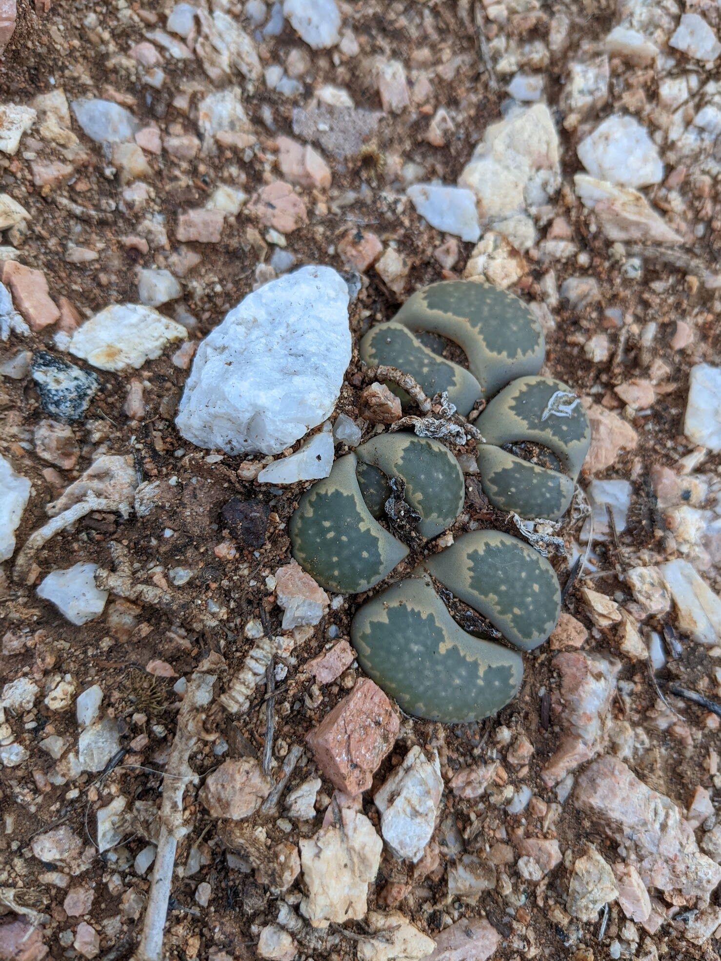 The Great In-Ground Lithops Experiment: How I Successfully Grow Lithops ...