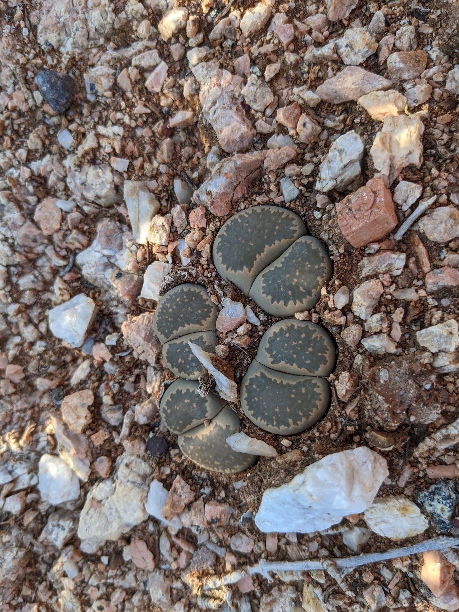 The Great In-Ground Lithops Experiment: How I Successfully Grow Lithops ...