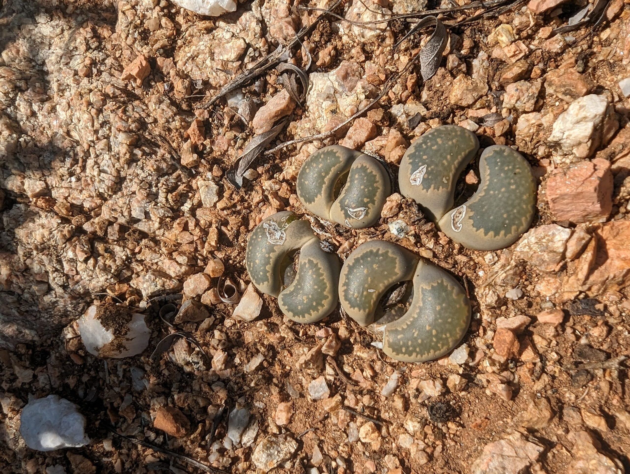 The Great In-Ground Lithops Experiment: How I Successfully Grow Lithops ...