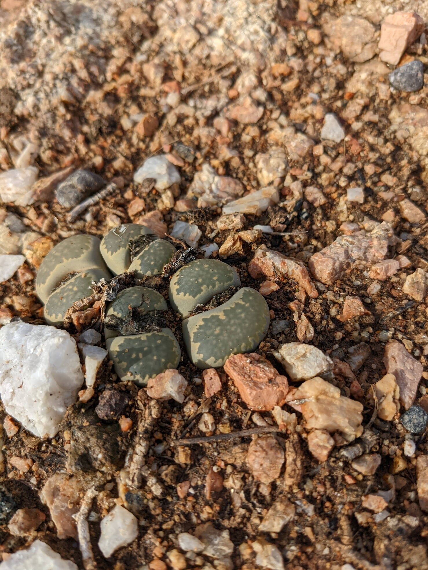 The Great In-Ground Lithops Experiment: How I Successfully Grow Lithops ...