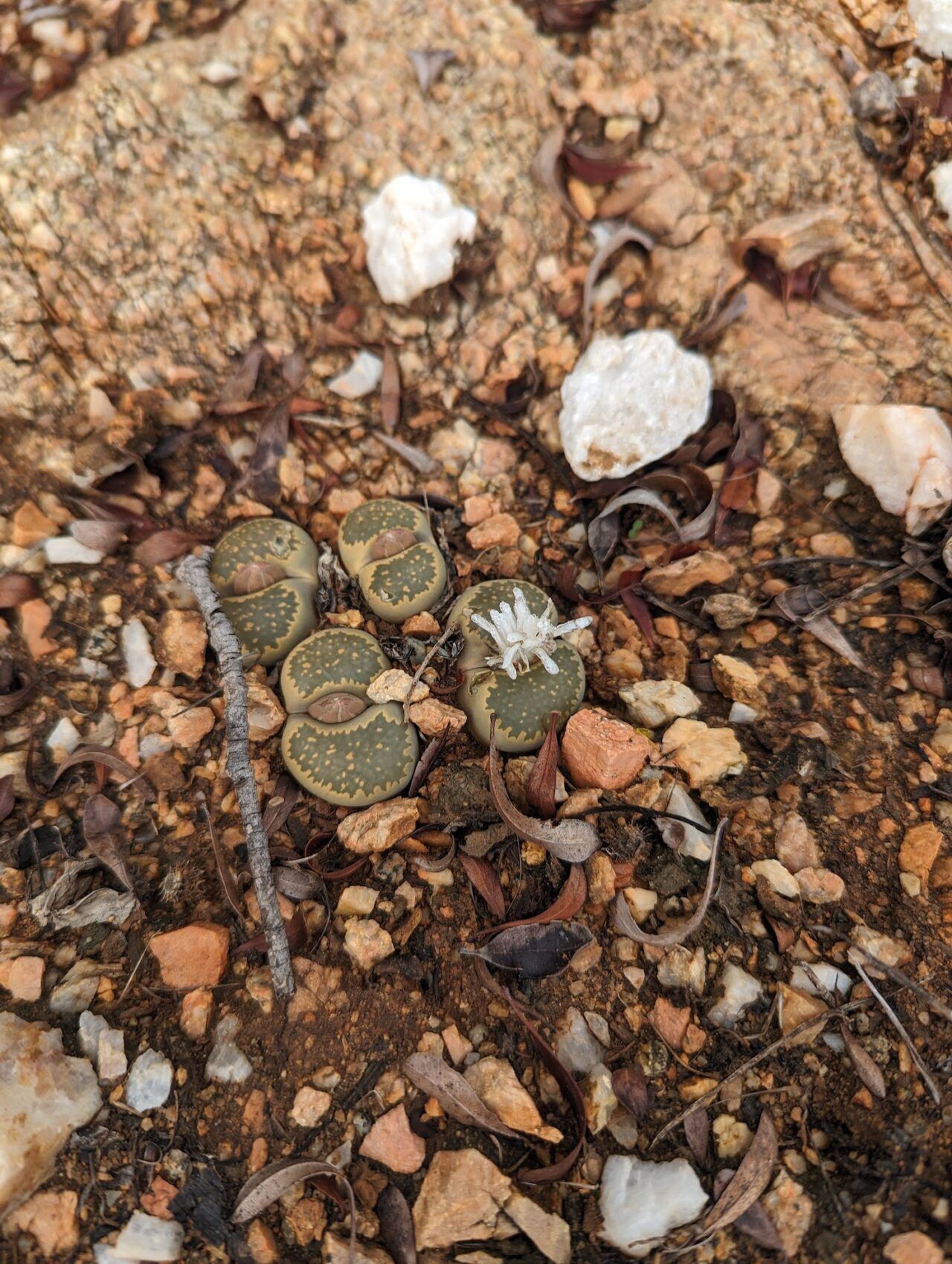 The Great In-Ground Lithops Experiment: How I Successfully Grow Lithops ...